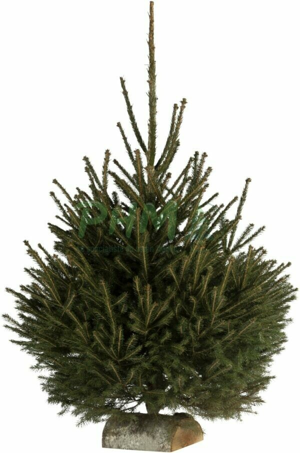 Epicéa - PHM, le spécialiste du sapin floqué